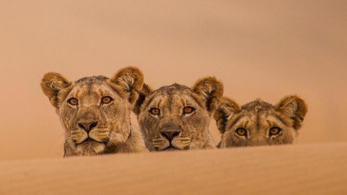 Watch Nature from PBS online