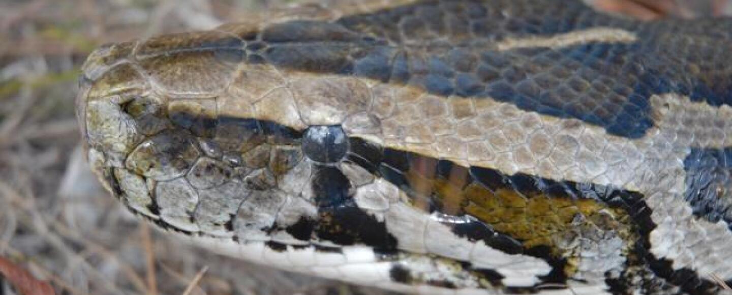 Invasion of the Giant Pythons - Preview