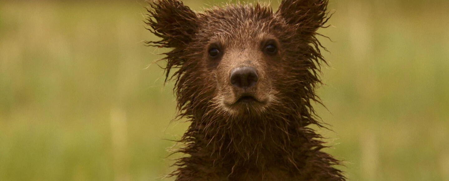 Bears of the Last Frontier, "City of Bears" - Preview
