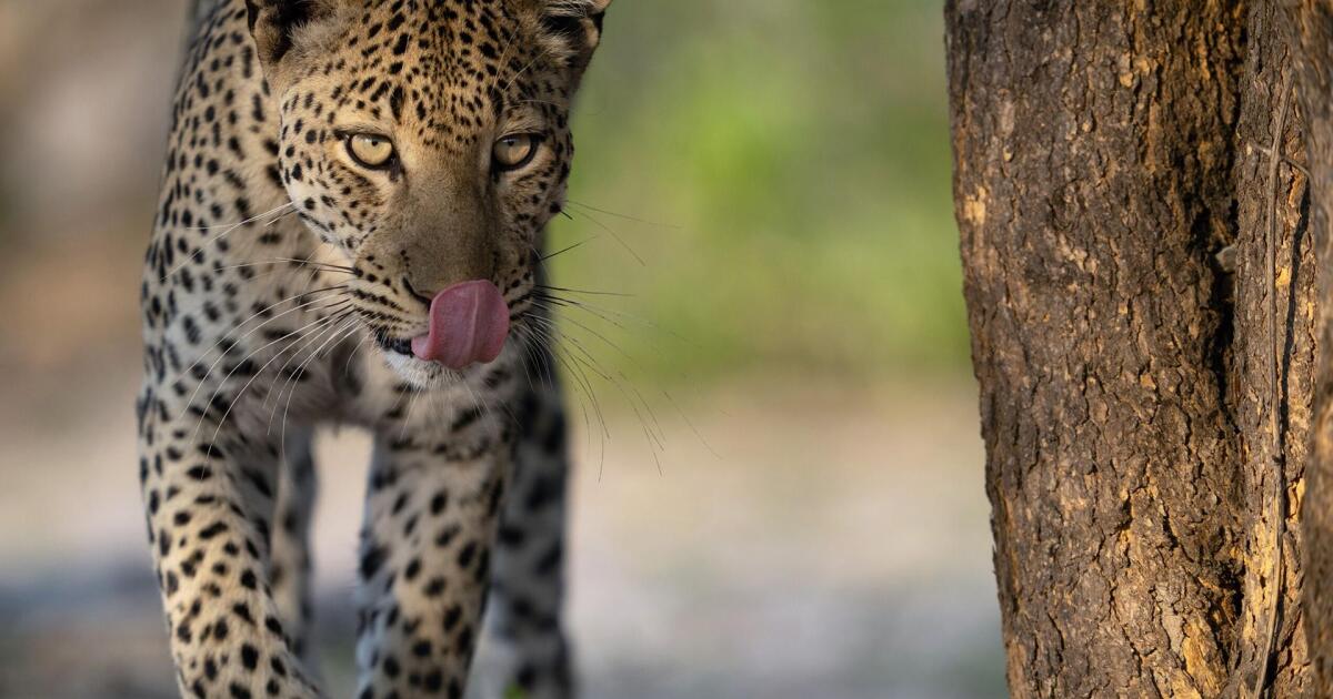 Big Cats, Small World