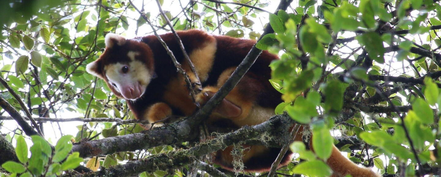 Studying Tree Kangaroos