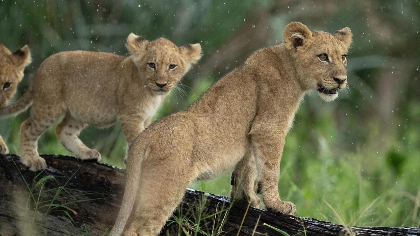 Watch Nature from PBS online