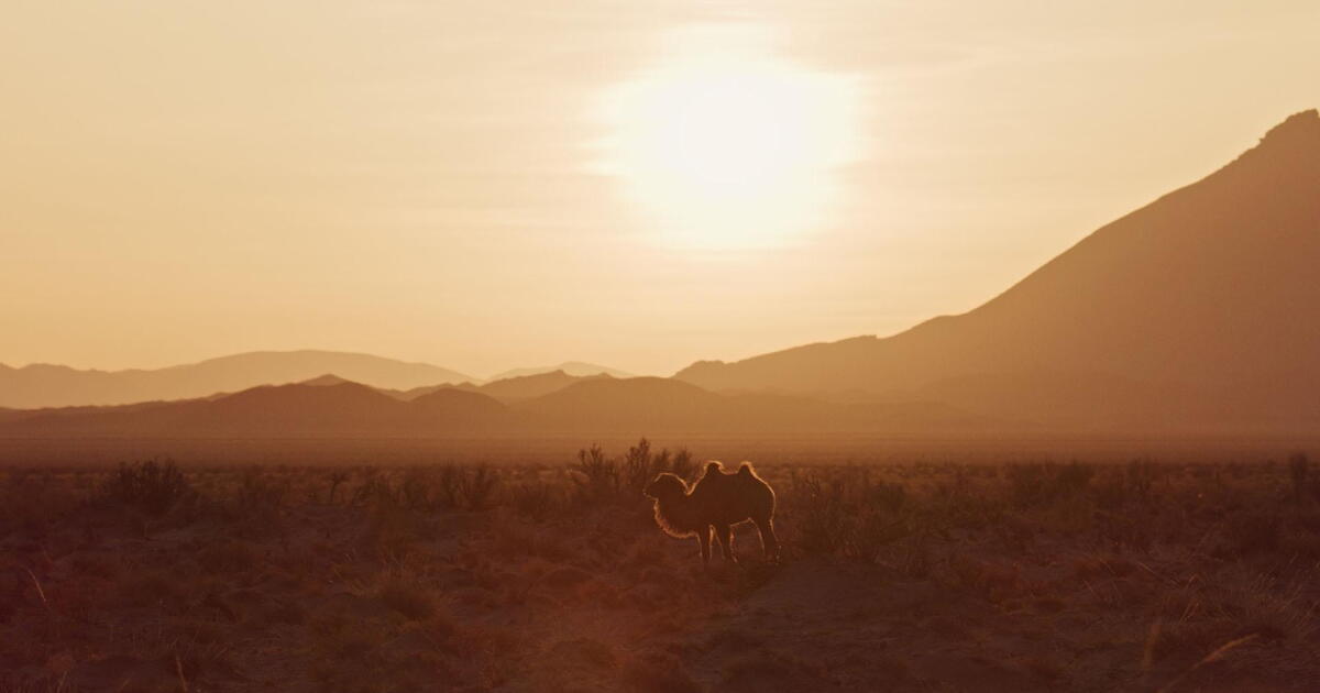 The Wild Camels of Mongolia's Gobi Desert
