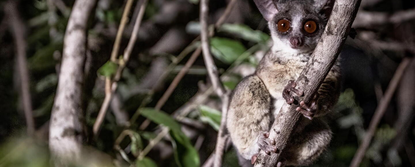 Tiny Bush Baby Hunted by Dangerous Genet