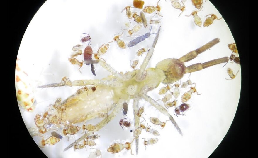 In Praise of Springtails | VPM