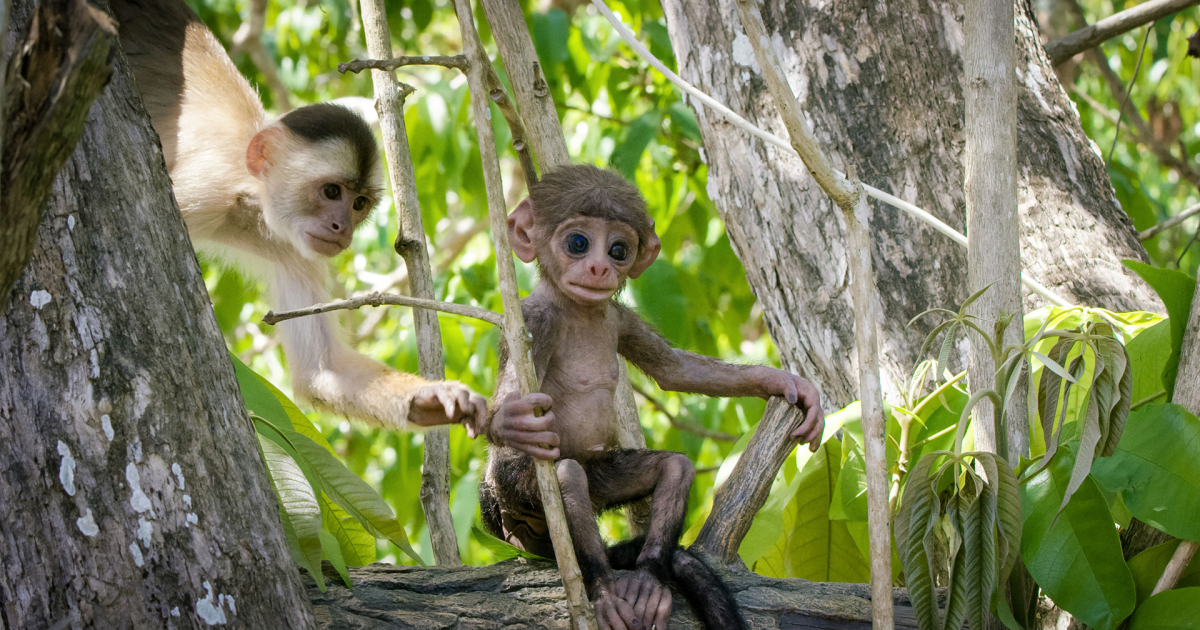 Preview: Spy in the Wild 2 - Episode 1: The Tropics