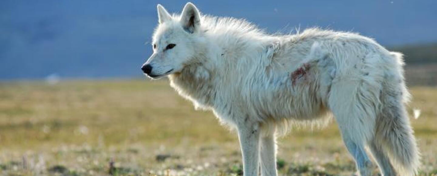 White Falcon, White Wolf - Preview