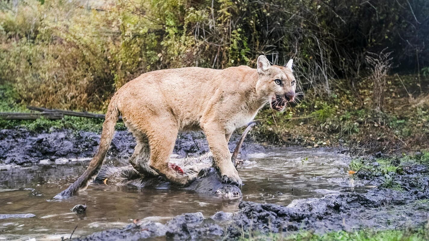 Watch Nature from PBS online