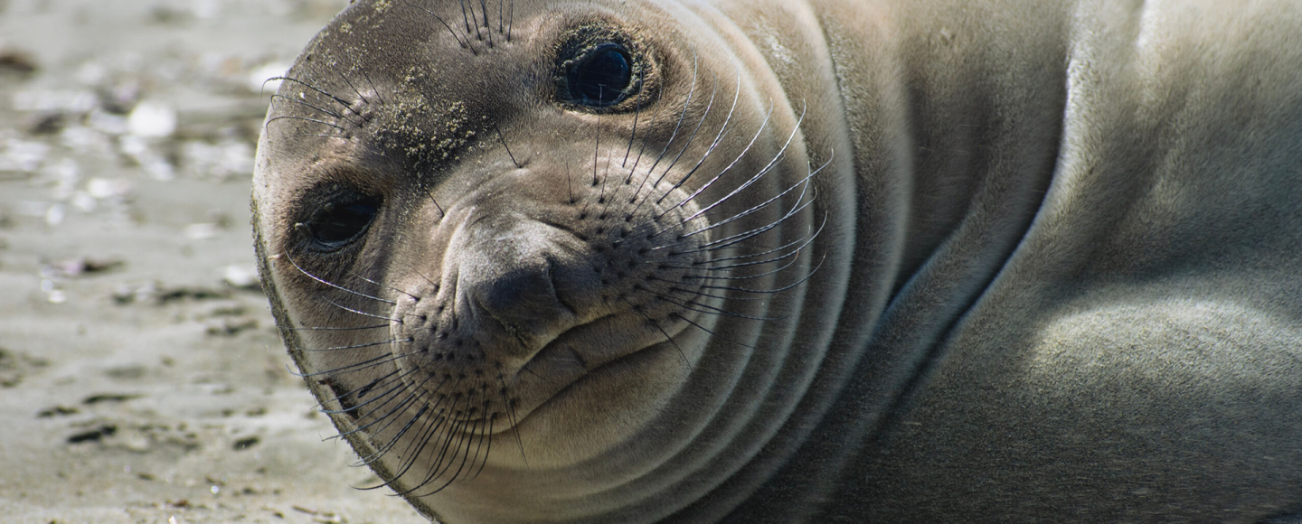 Preview of Animals with Cameras: Oceans