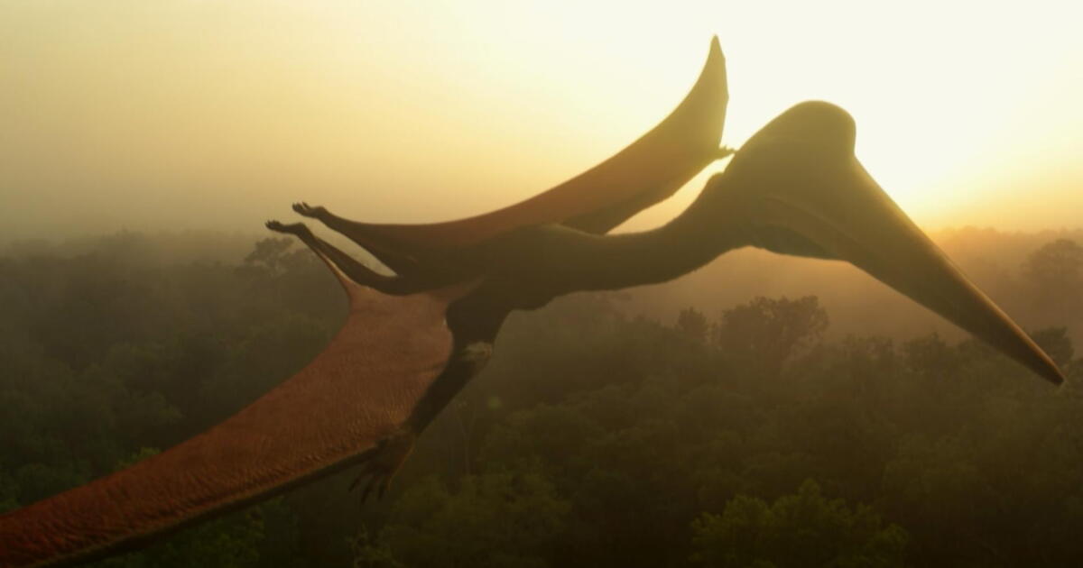 Inside a Fossilized Pterosaur Egg