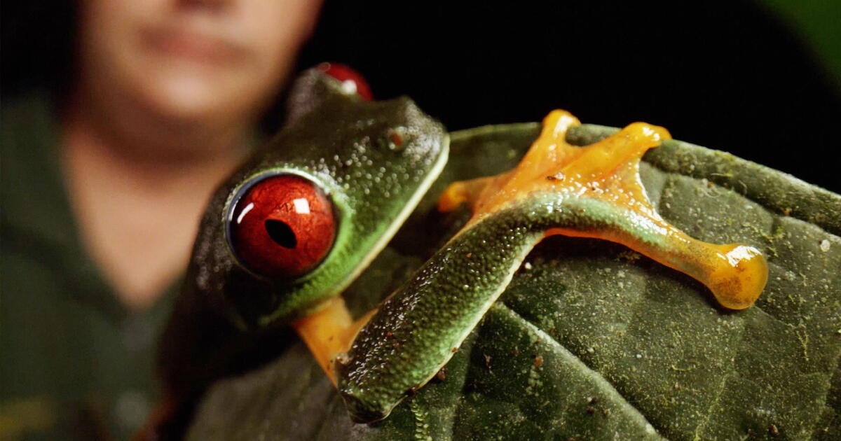The Frog Ark | WILD HOPE