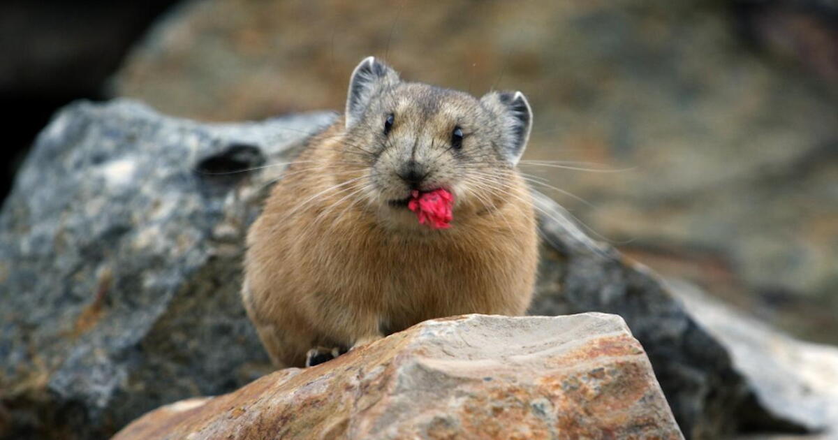 Pika Builds Nest to Survive Long Harsh Winter