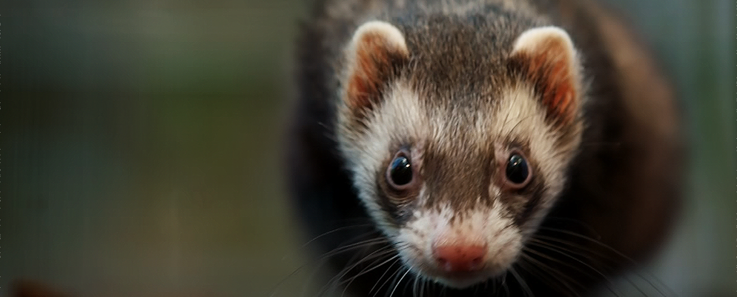 Ferrets: Animals in Liquid Form