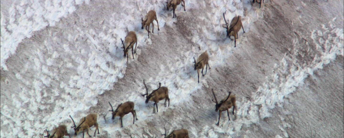 Caribou Shaping the Landscape