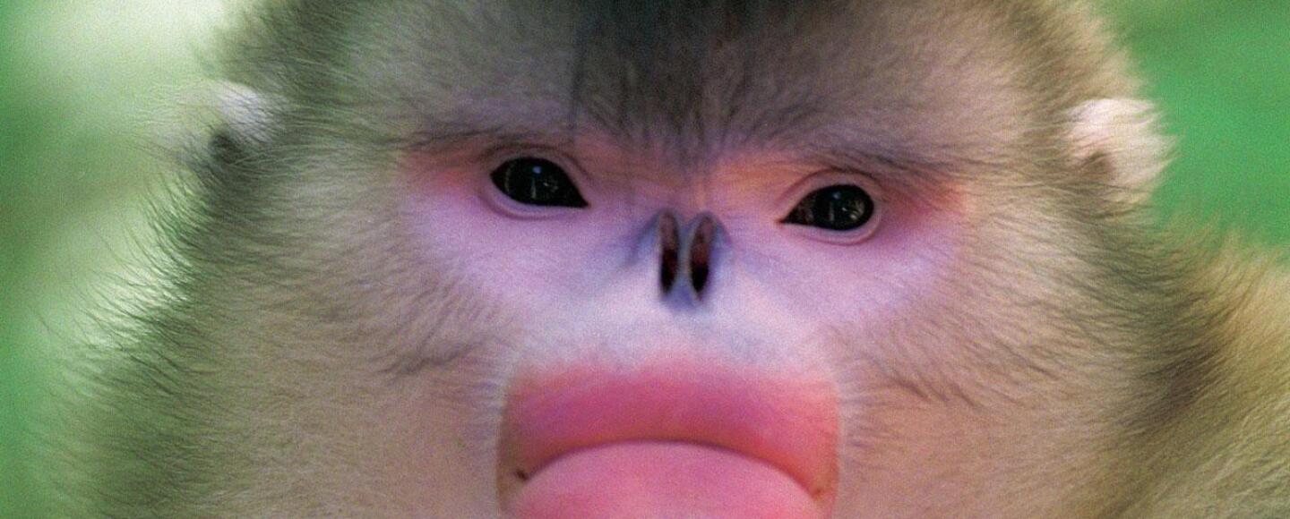 Mystery Monkeys of Shangri-La