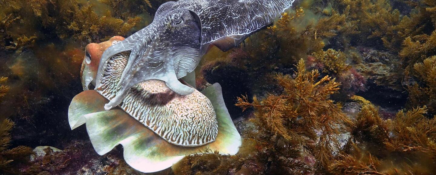 Why Do Cuttlefish Change Color?