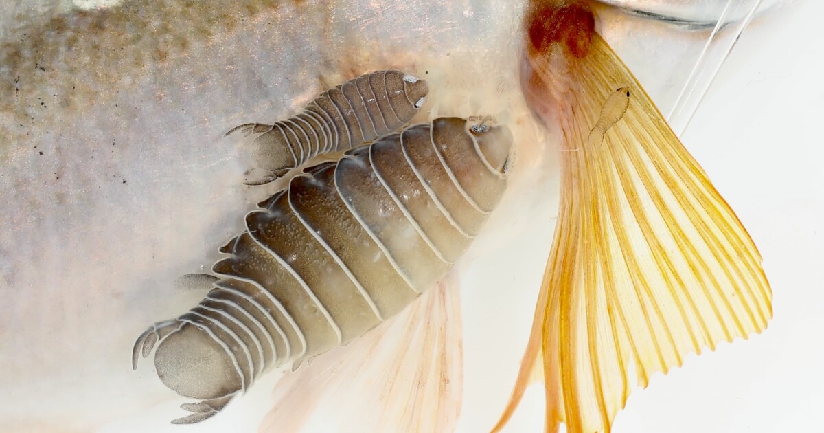 parasitism examples animals