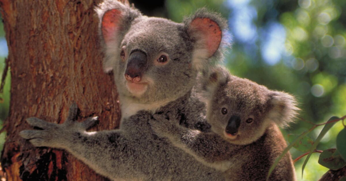 Cracking the Koala Code - Preview