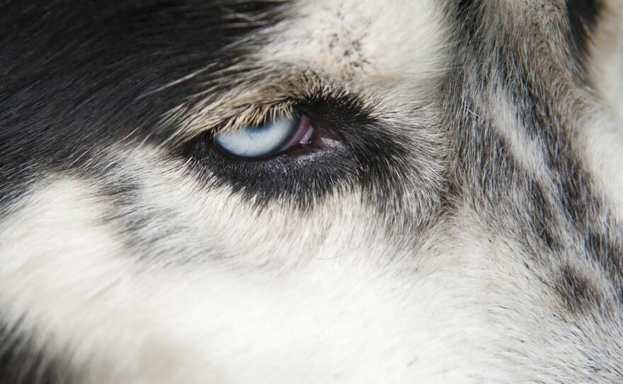 Inside Animal Minds: Dogs & Super Senses