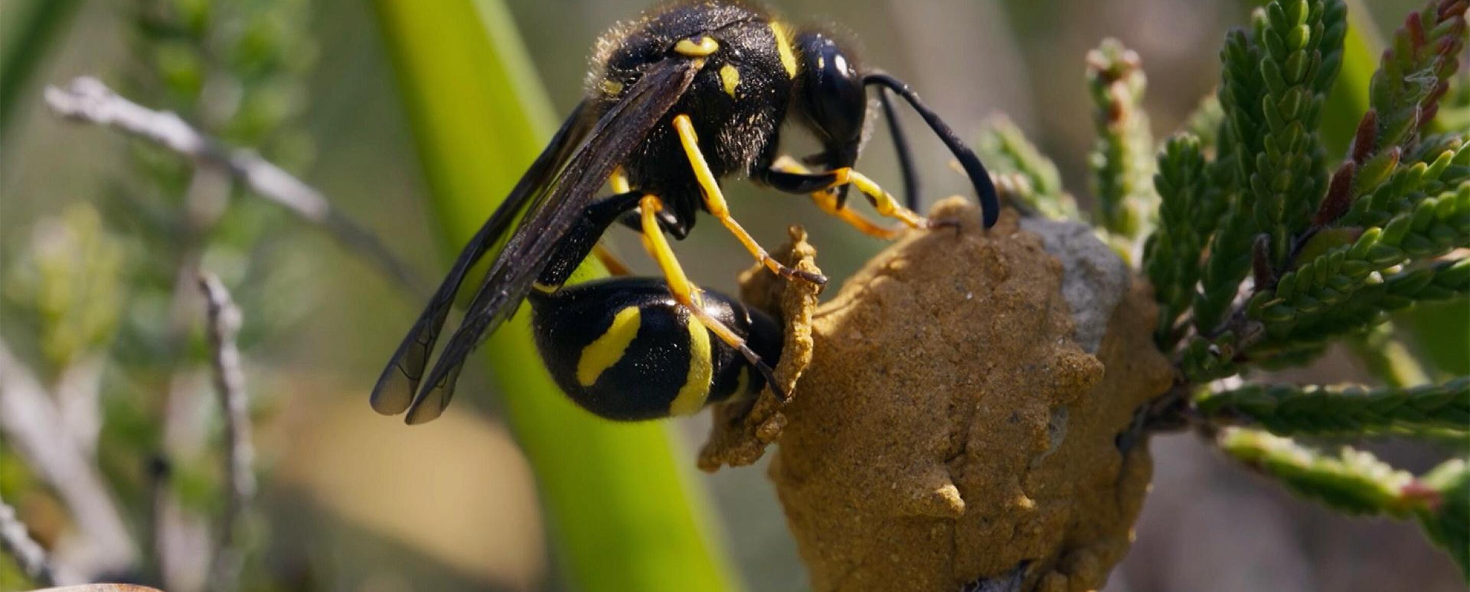 Wasps Feed Live Caterpillars to Young