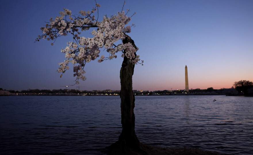The future of DC's beloved cherry blossom tree, Stumpy