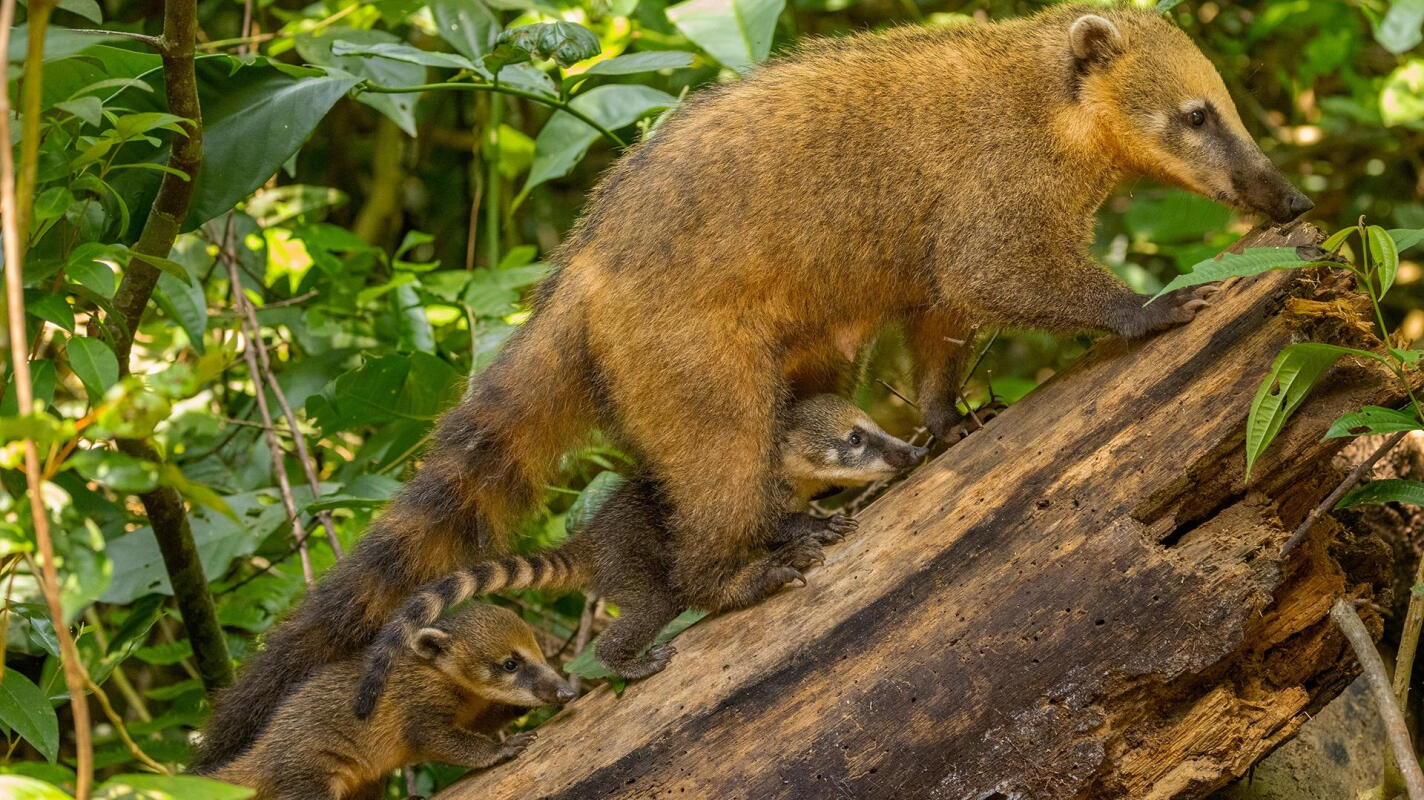 Watch Nature from PBS online