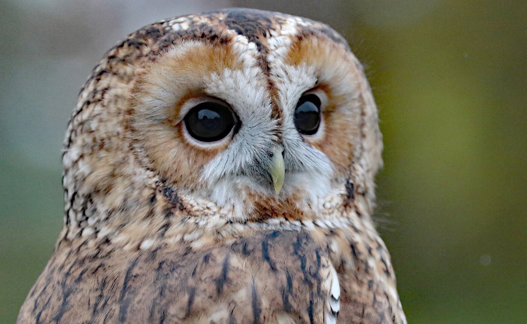 Owls, Nocturnal Predators | VPM