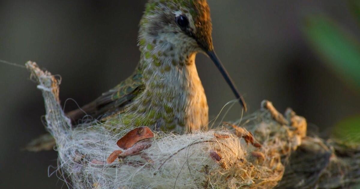 Animal Homes: The Nest - Preview