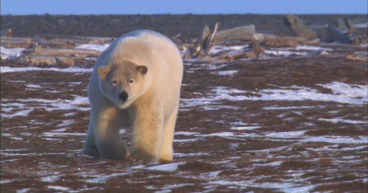 A Polar Bear Approaches