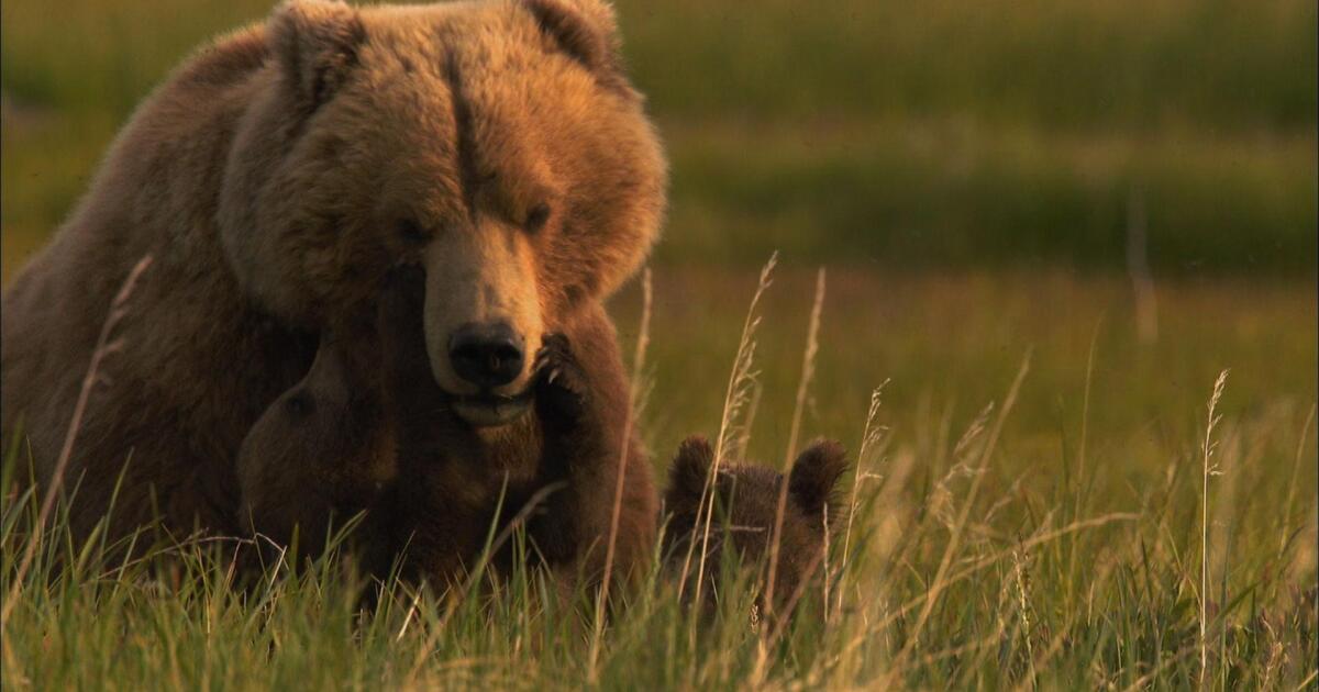 Bears of the Last Frontier: City of Bears