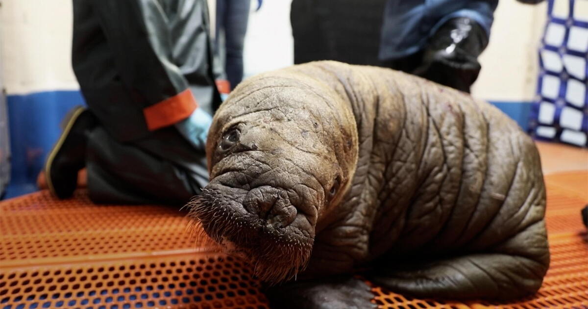 This Tiny Walrus Will Melt Your Heart