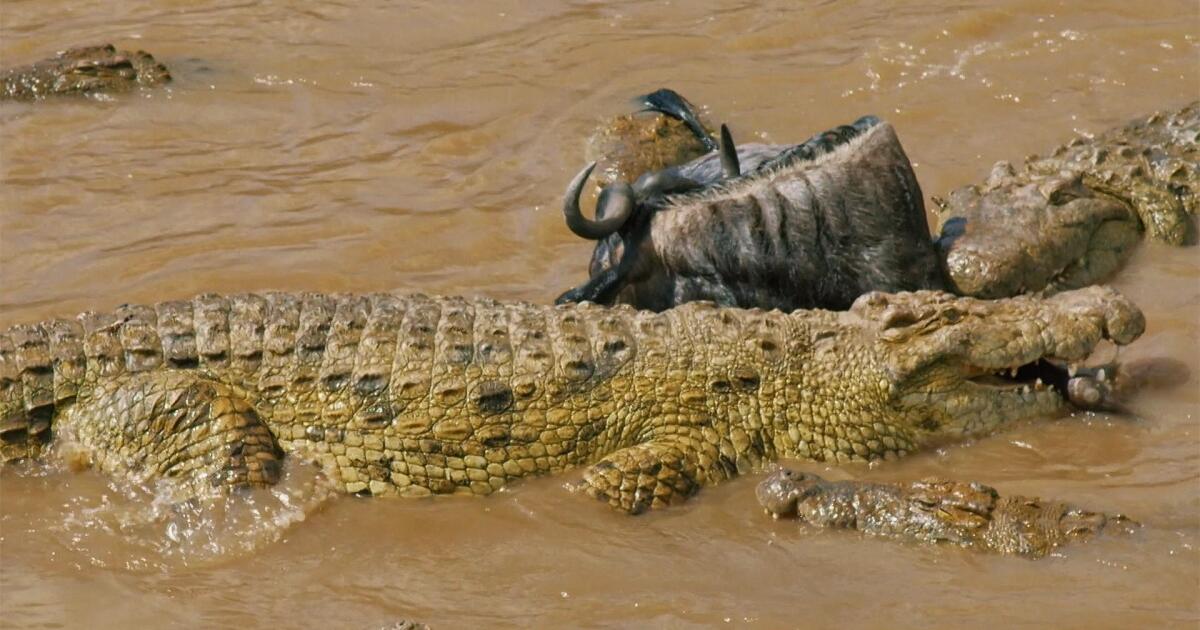 Wildebeest Cross Crocodile-Infested Water