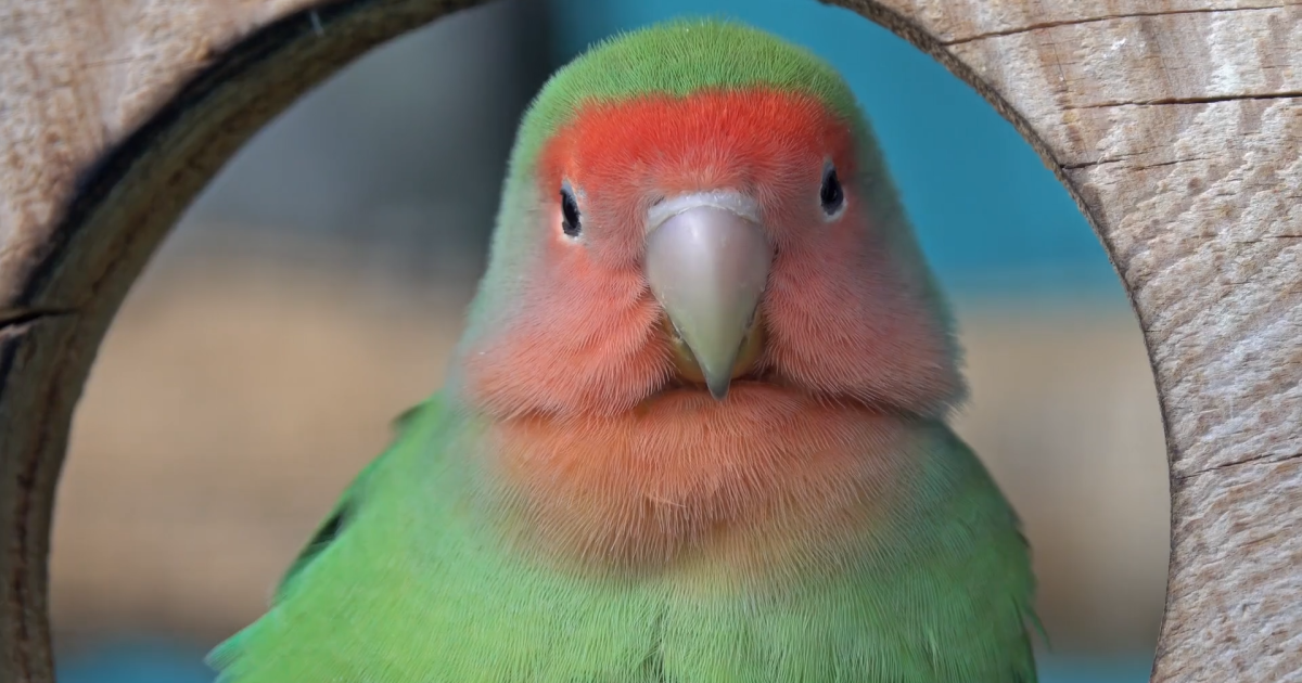 How parrots swing like monkeys