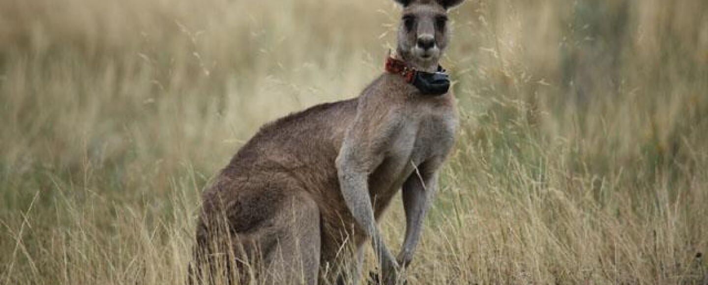 Kangaroo Mob - Preview