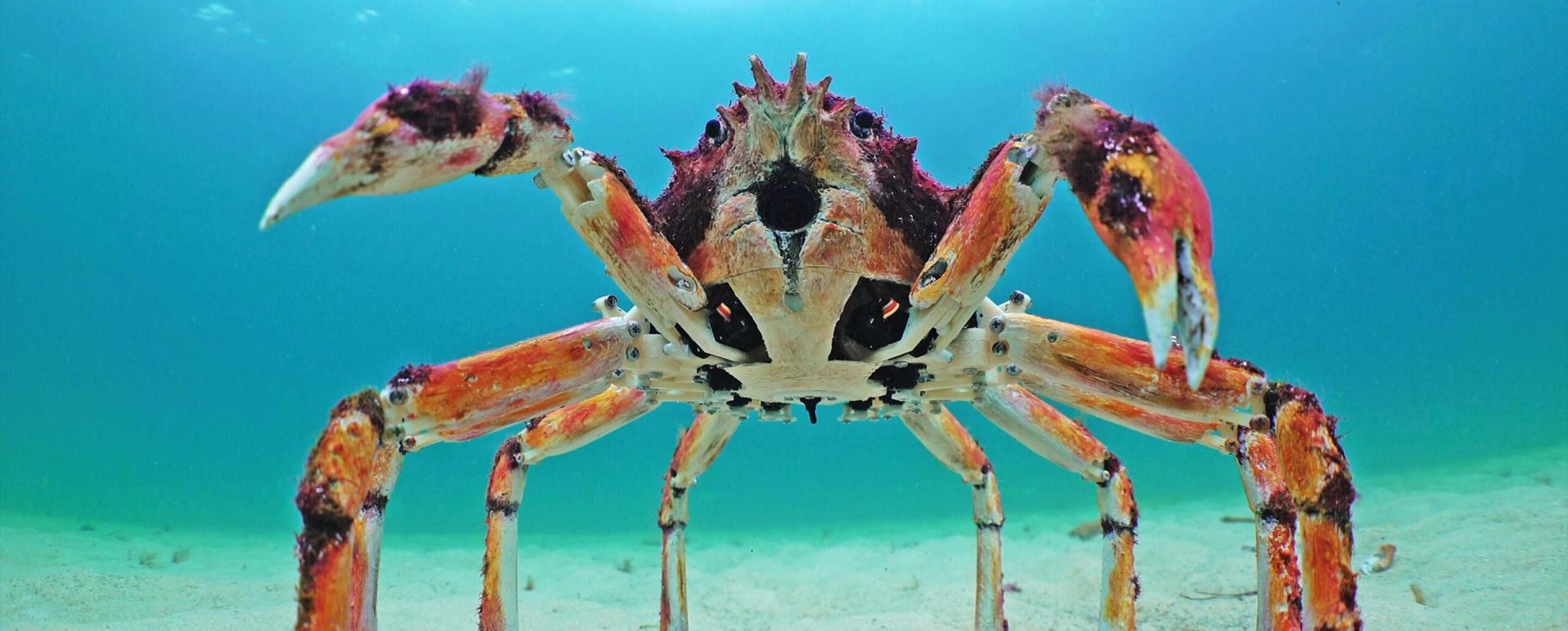 Preview of Spy in the Ocean: Deep Relationships