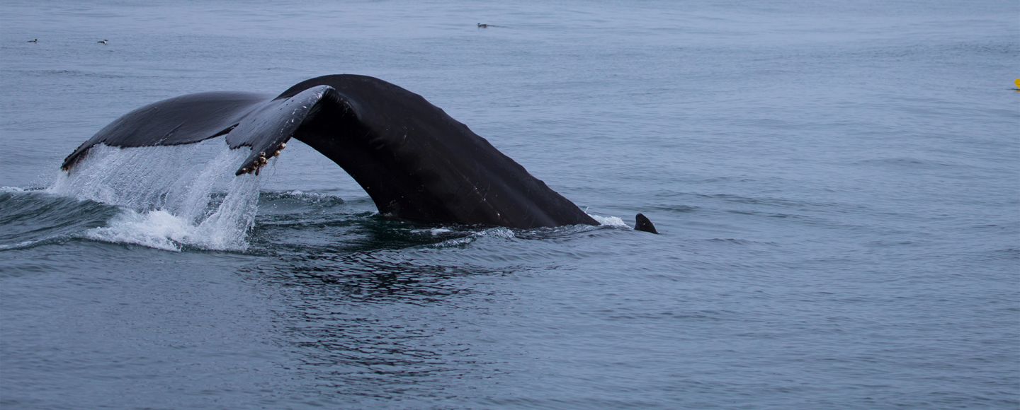 How to Identify Individual Whales