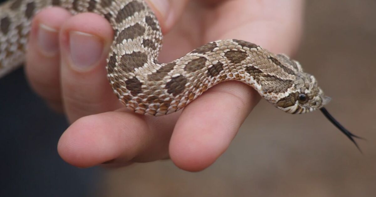 Best of UNTAMED Season One: Snakes, Owls and Opossums | VPM