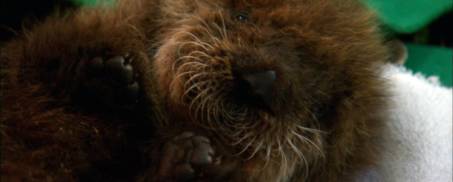 Saving Otter 501: Meet Otter 501