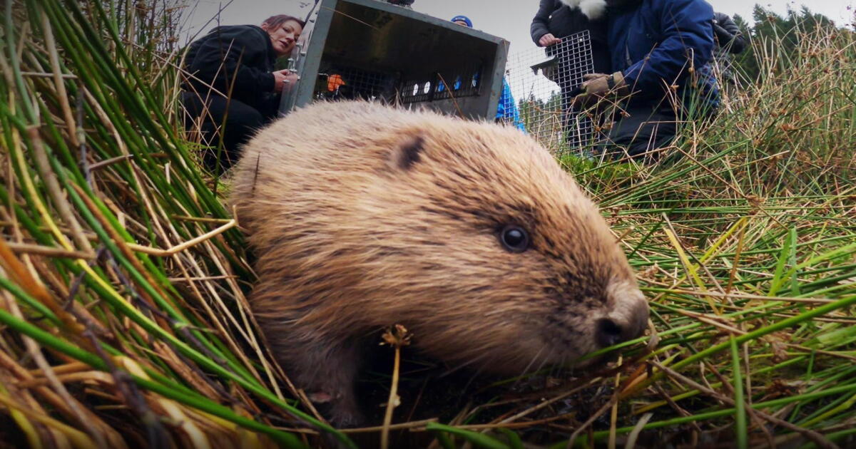 Beaver Fever | WILD HOPE