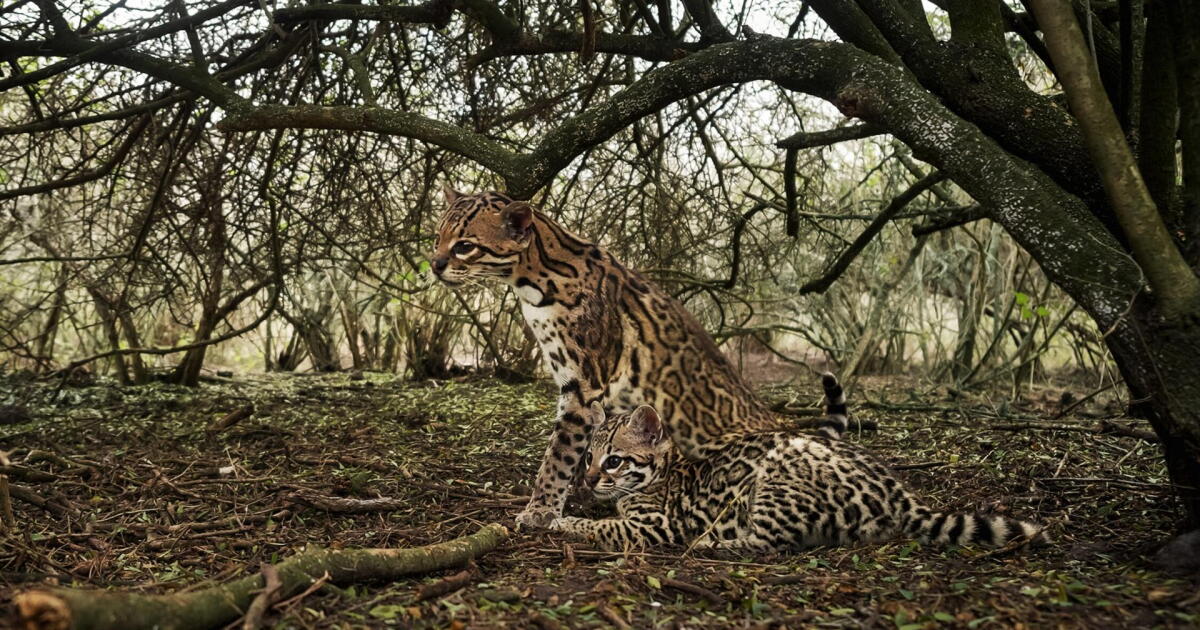 Cameraman Reacts to Capturing Rare Ocelot Footage