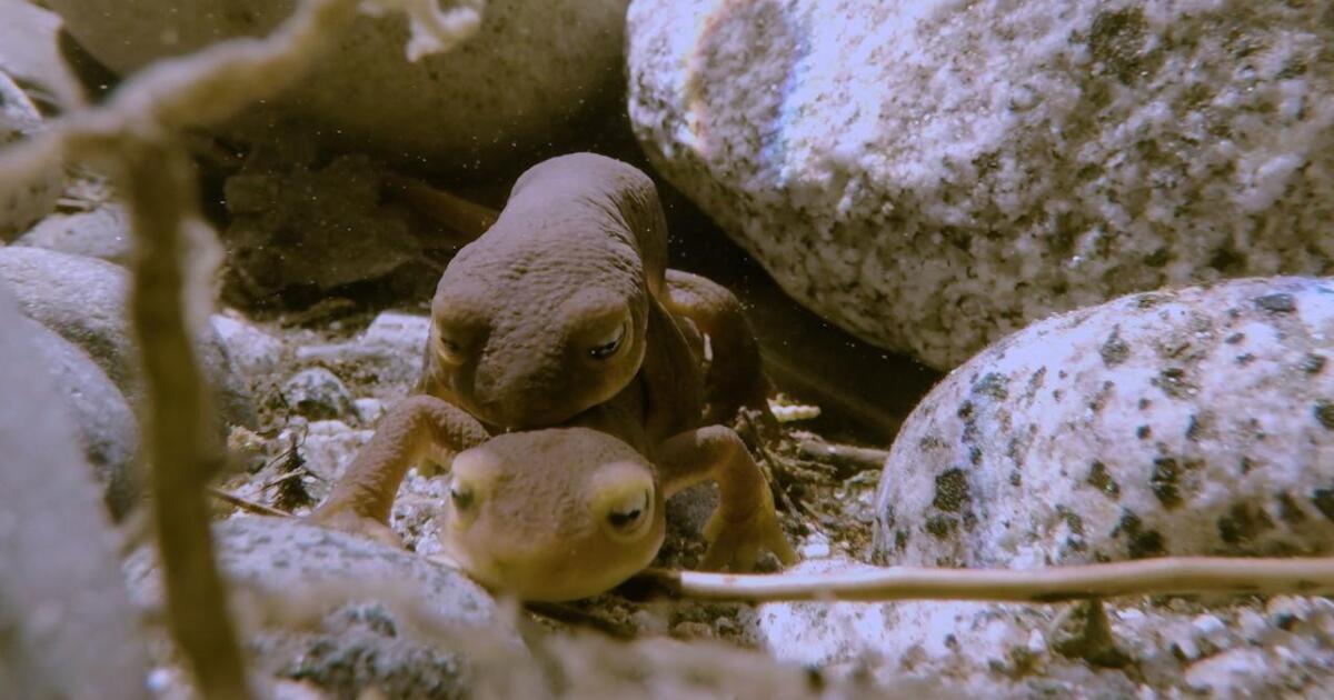 Newt Mating in the High Sierra | Yosemite Web Exclusive