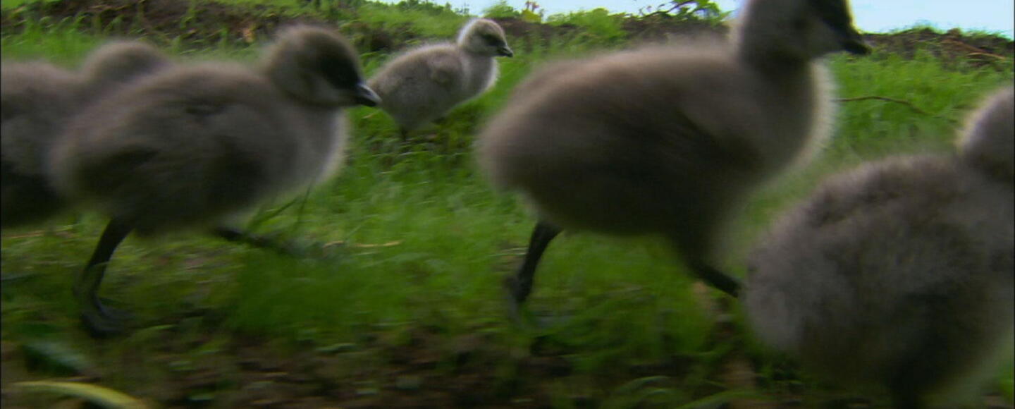 Imprinting Hatchling Geese