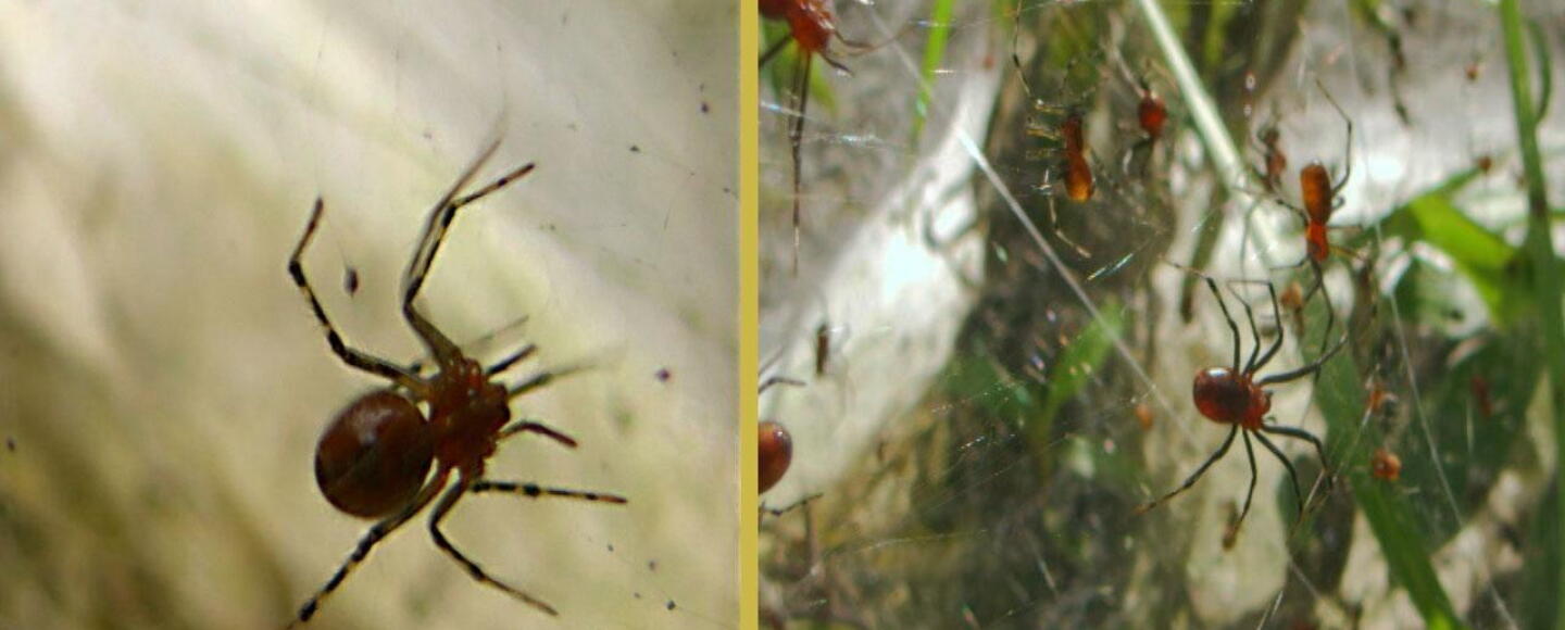 Social Spiders Build Massive Nests