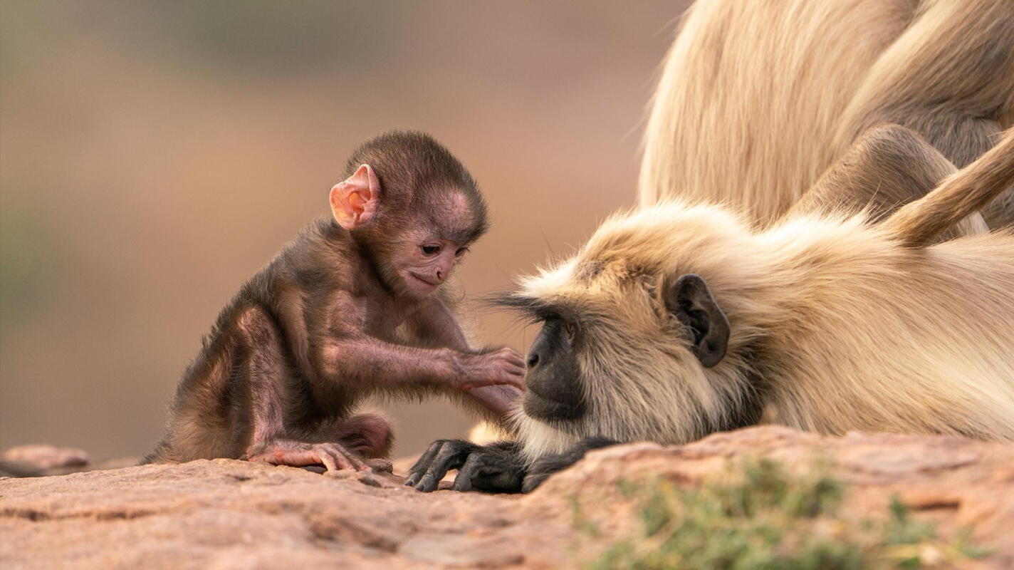 Watch Nature from PBS online