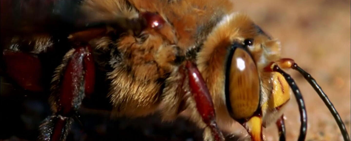 Bee Mating Frenzy Ends in Death