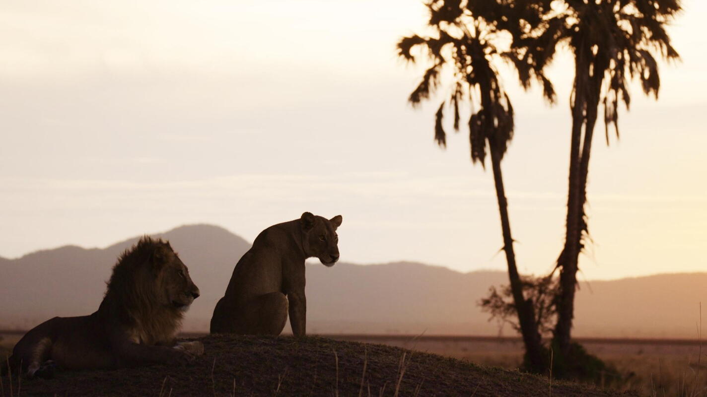 Watch Nature from PBS online