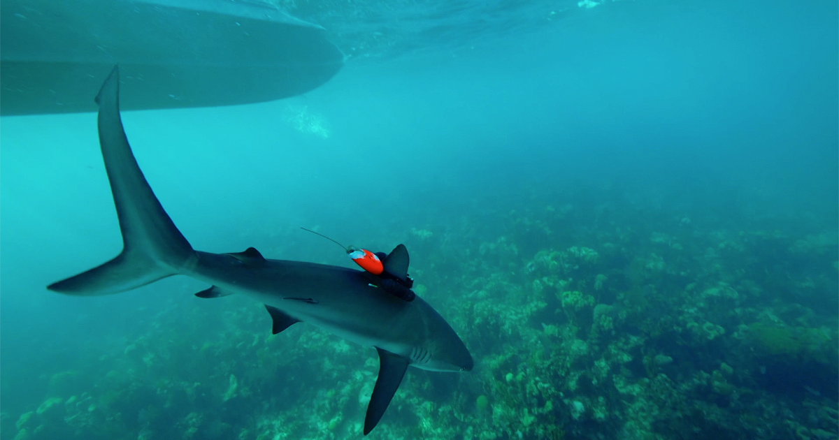Shark Cams Capture Rare Footage