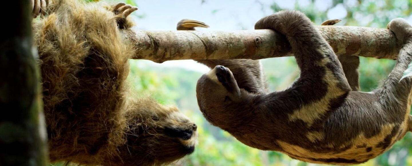 'Spy Sloth' Meets Real Sloth