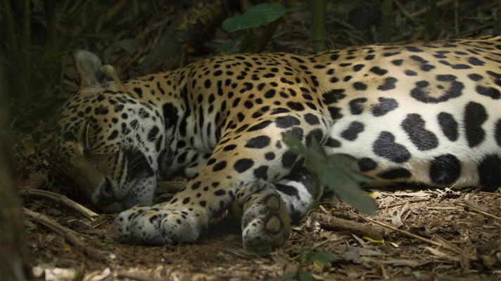 Watch Nature from PBS online
