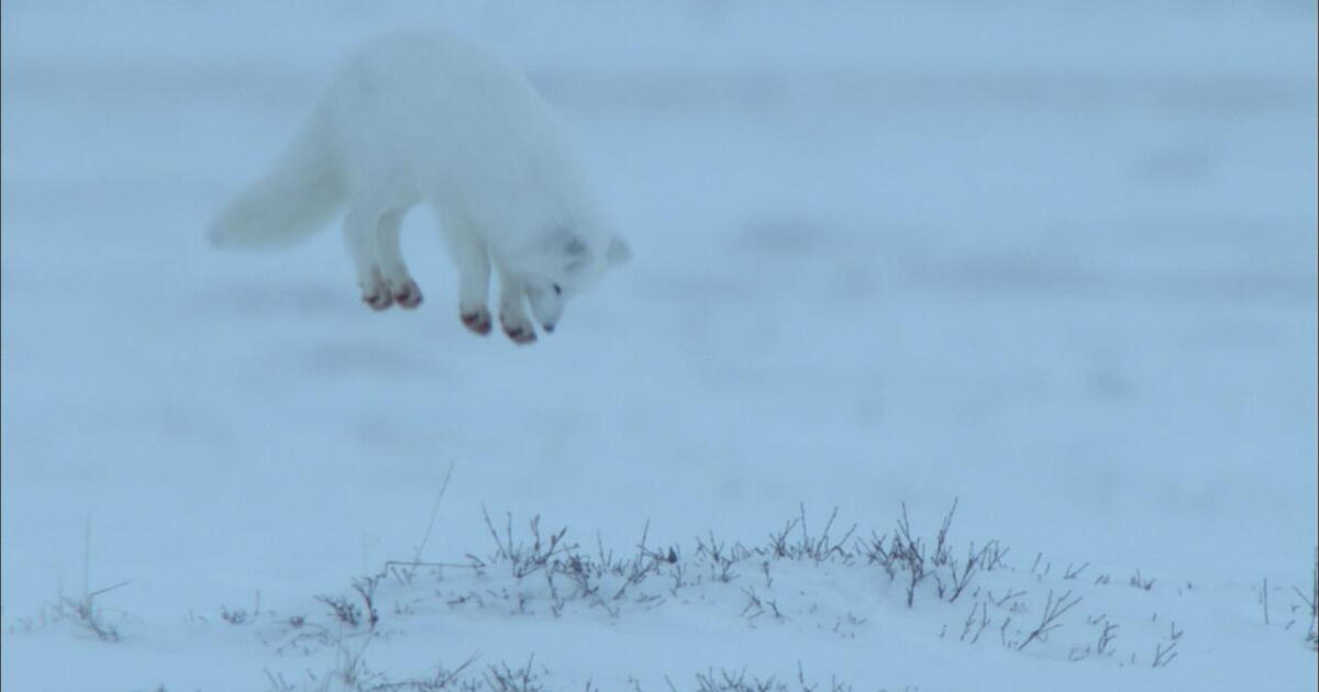 Arctic Fox Dive Bombs Prey Hidden in the Snow